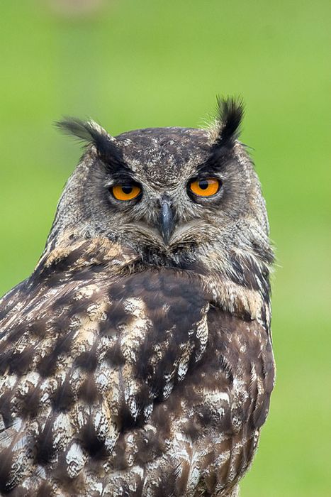 Eulen - BUND Naturschutz in Bayern e.V.